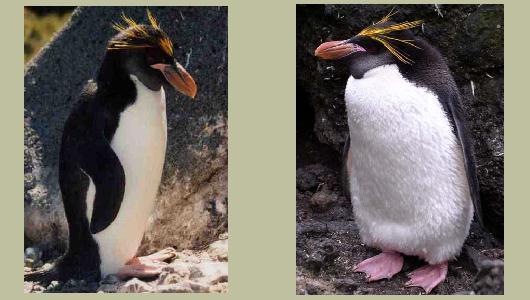 .::Specie di Uccelli::.