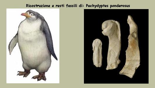 .::Specie di Uccelli::.