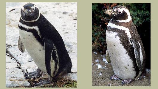 .::Specie di Uccelli::.