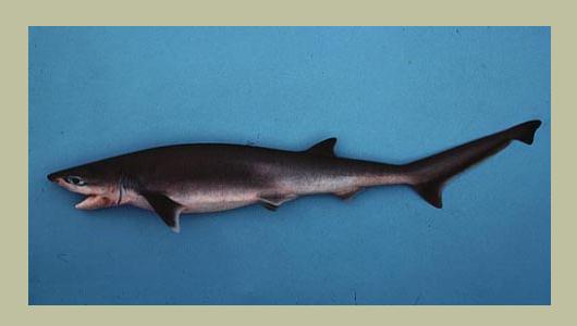 ::.Famiglie Pesci.::