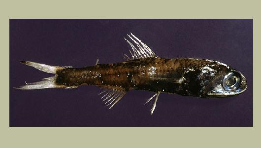 ::.Famiglie Pesci.::