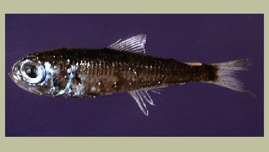 ::.Famiglie Pesci.::