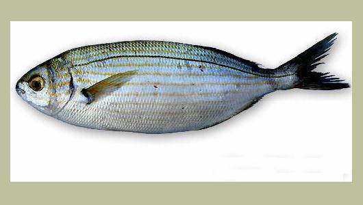 ::.Famiglie Pesci.::