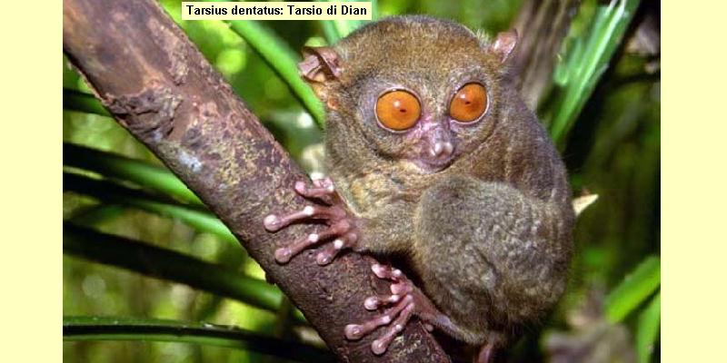 Tarsius dentatus | Indonesian Forest