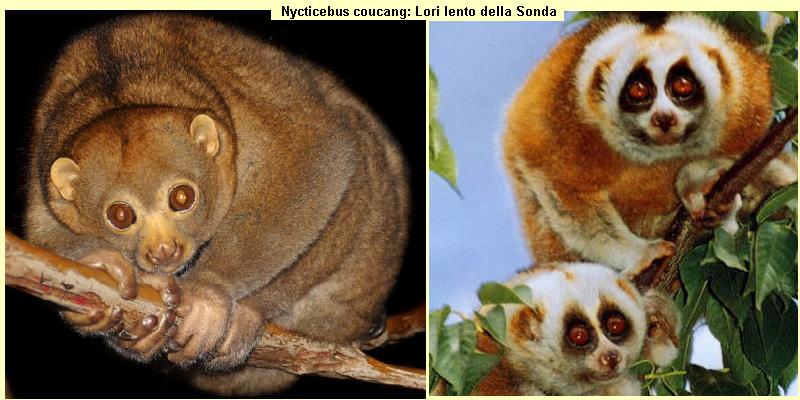 .::Famiglie Primati::.