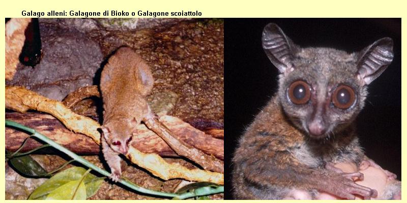 .::Famiglie Primati::.