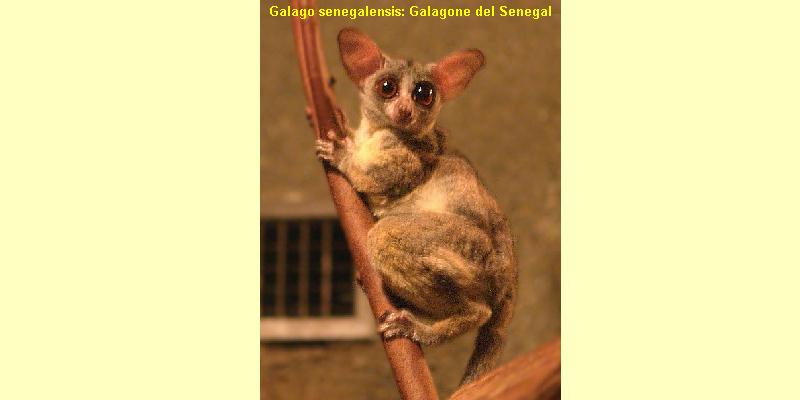 .::Famiglie Primati::.