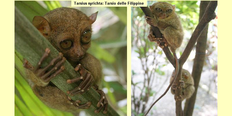 .::Famiglie Primati::.