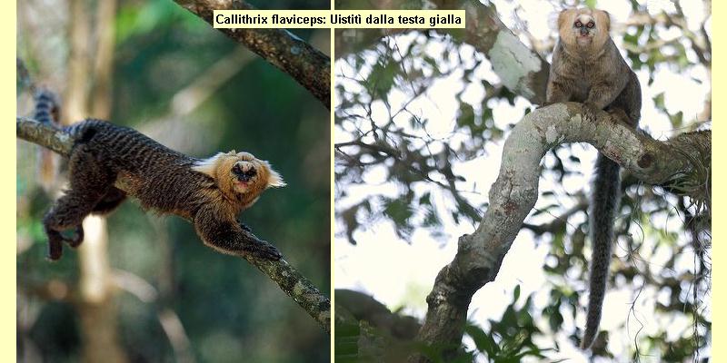 .::Famiglie Primati::.