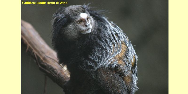 .::Famiglie Primati::.