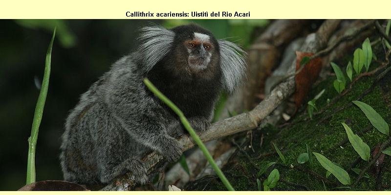 .::Famiglie Primati::.