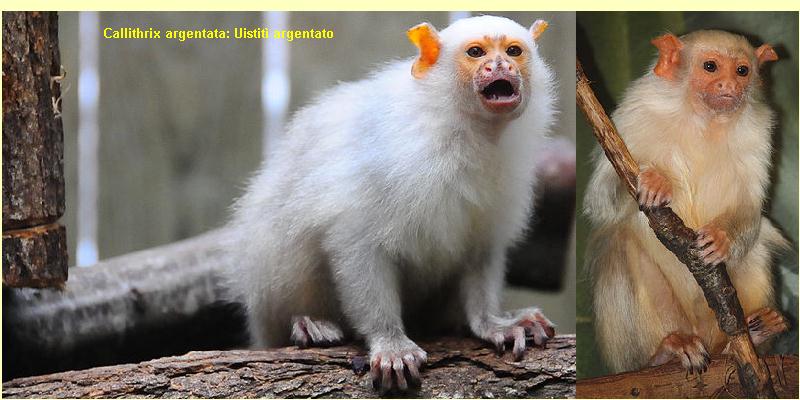 .::Famiglie Primati::.