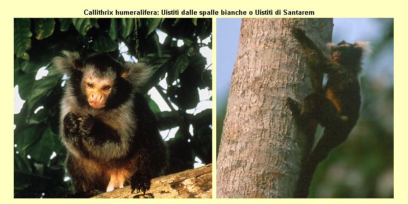 .::Famiglie Primati::.