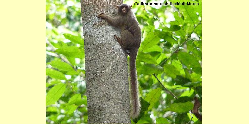 .::Famiglie Primati::.