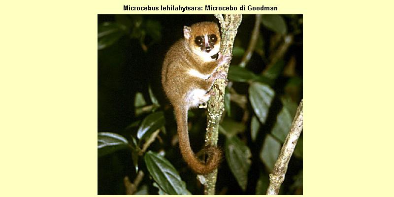 .::Famiglie Primati::.