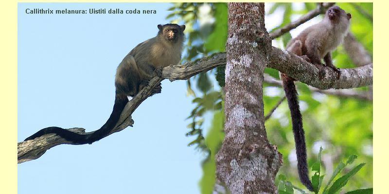 .::Famiglie Primati::.