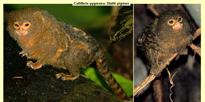 .::Famiglie Primati::.