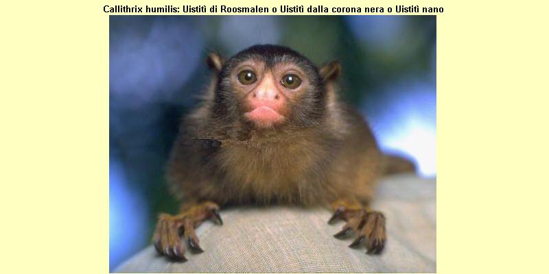 .::Famiglie Primati::.