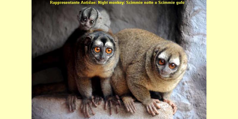 .::Famiglie Primati::.
