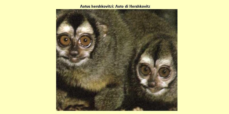 .::Famiglie Primati::.