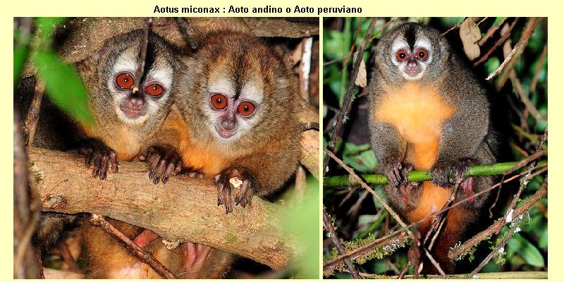 .::Famiglie Primati::.