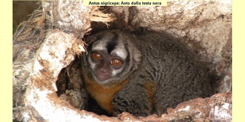 .::Famiglie Primati::.