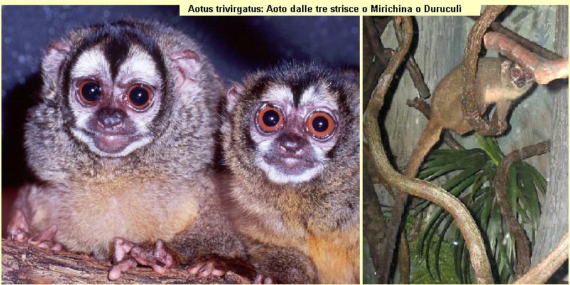 .::Famiglie Primati::.