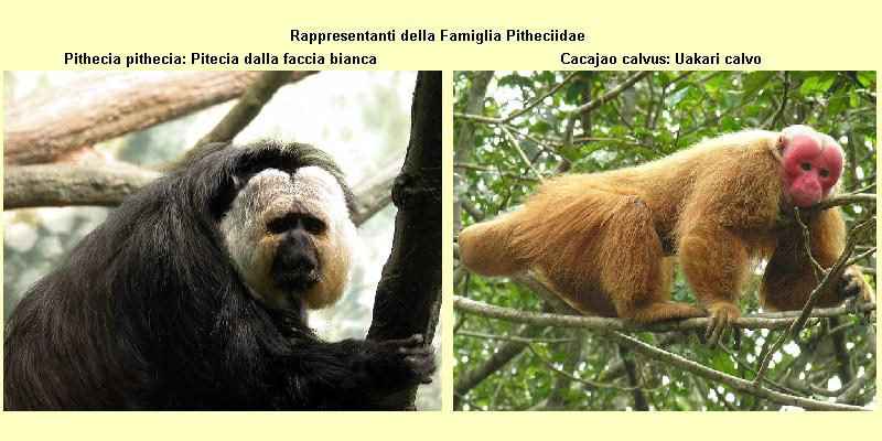 .::Famiglie Primati::.