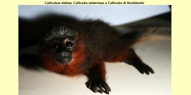 .::Famiglie Primati::.