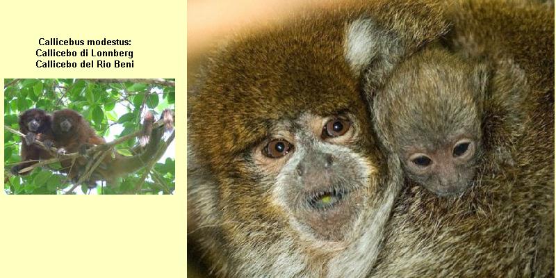 .::Famiglie Primati::.