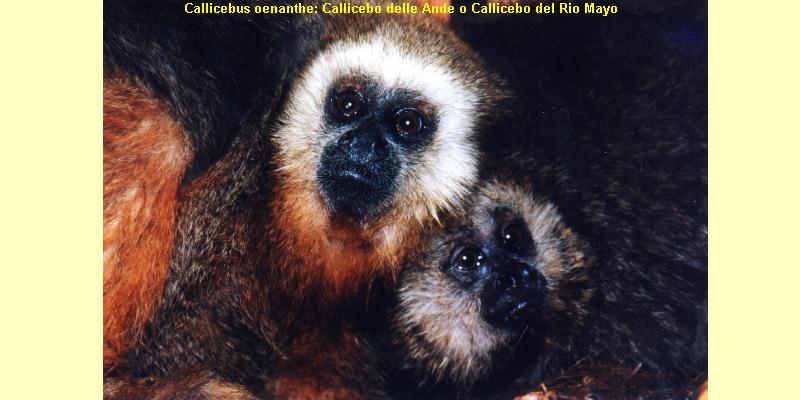 .::Famiglie Primati::.