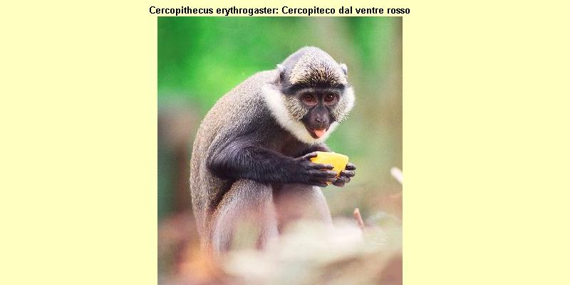 .::Famiglie Primati::.