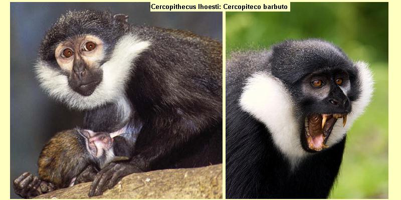 .::Famiglie Primati::.