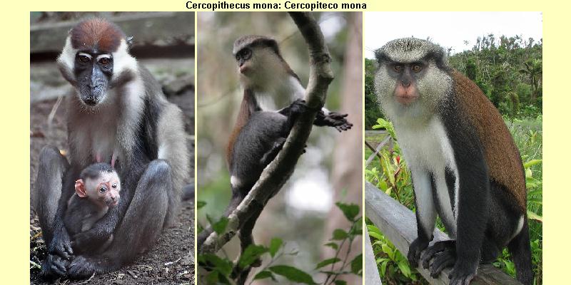 .::Famiglie Primati::.