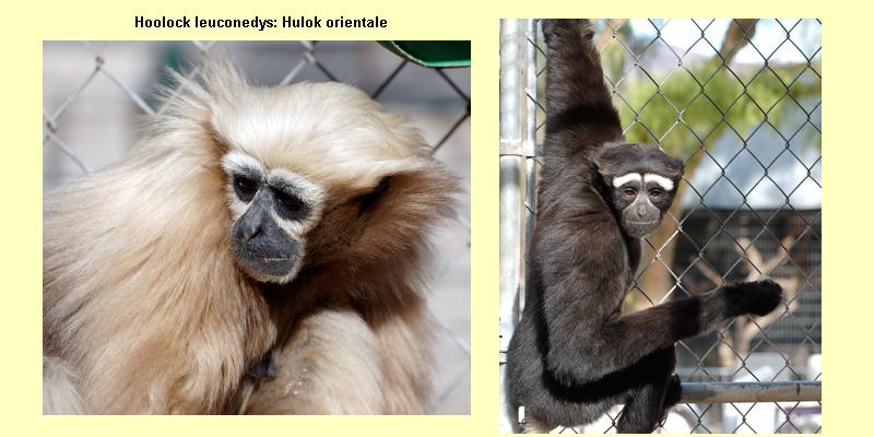 .::Famiglie Primati::.