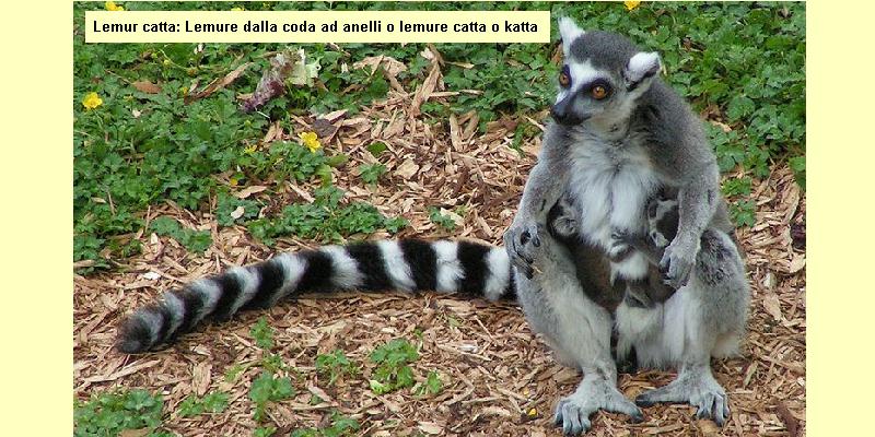 .::Famiglie Primati::.