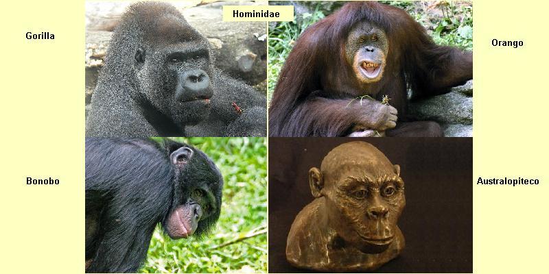 .::Famiglie Primati::.