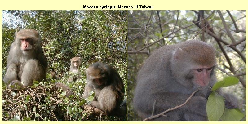 .::Famiglie Primati::.