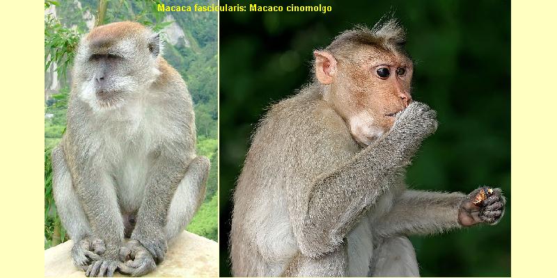 .::Famiglie Primati::.