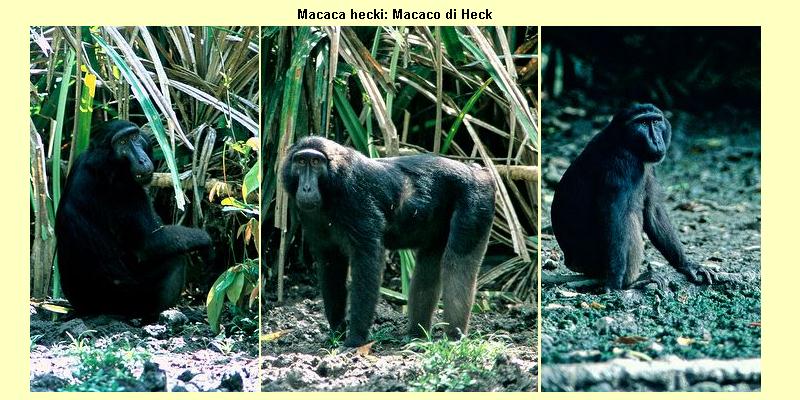 .::Famiglie Primati::.