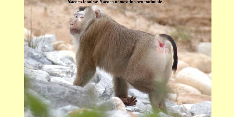 .::Famiglie Primati::.