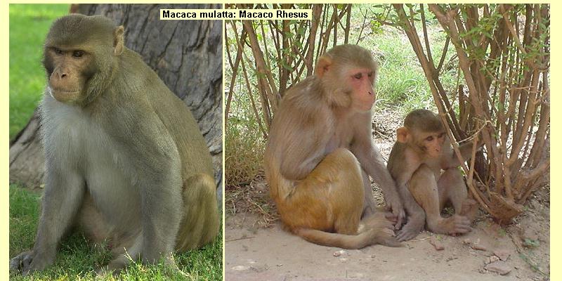 .::Famiglie Primati::.