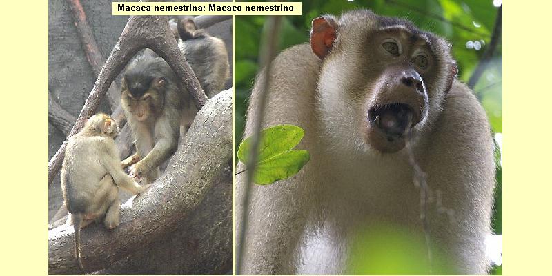 .::Famiglie Primati::.