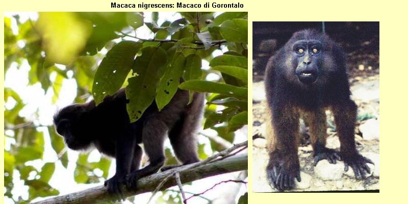 .::Famiglie Primati::.