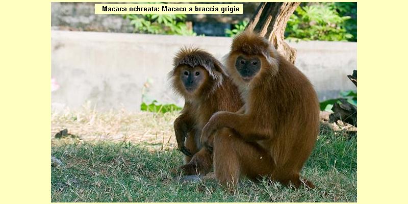 .::Famiglie Primati::.