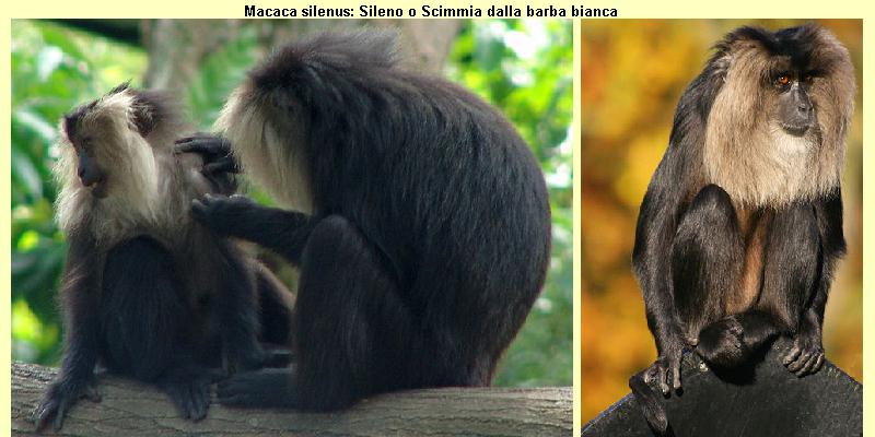 .::Famiglie Primati::.