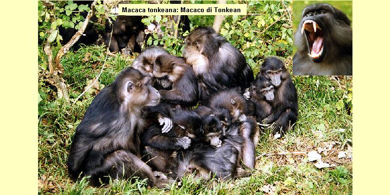 .::Famiglie Primati::.