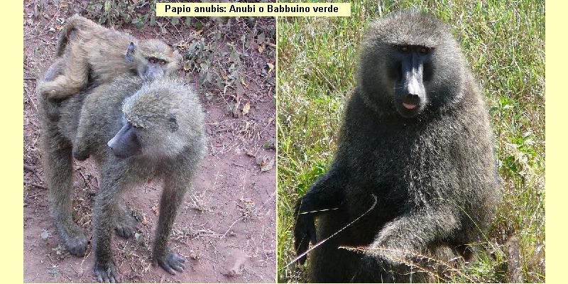 .::Famiglie Primati::.