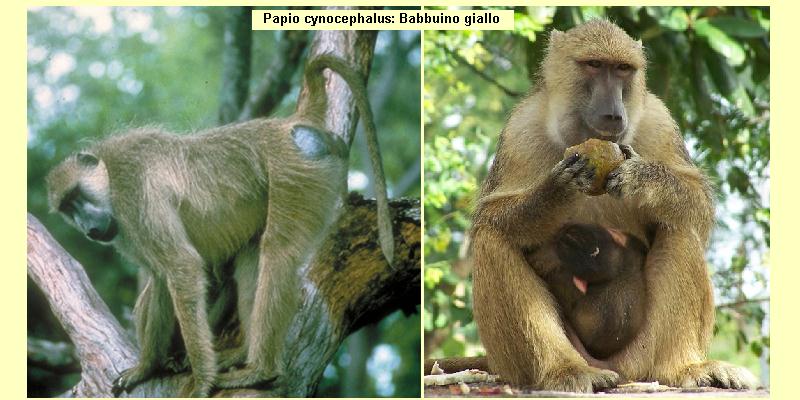 .::Famiglie Primati::.