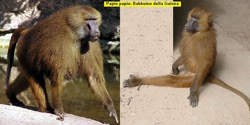 .::Famiglie Primati::.